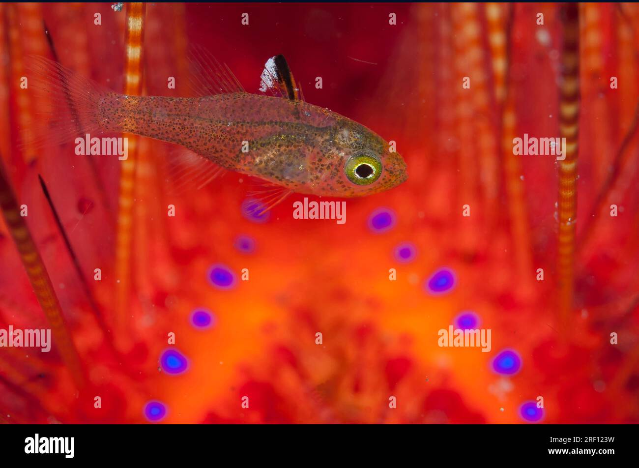 Frostfin Cardinalfish, Ostorhinchus hoevenii, on Radiant Fire Urchin ...