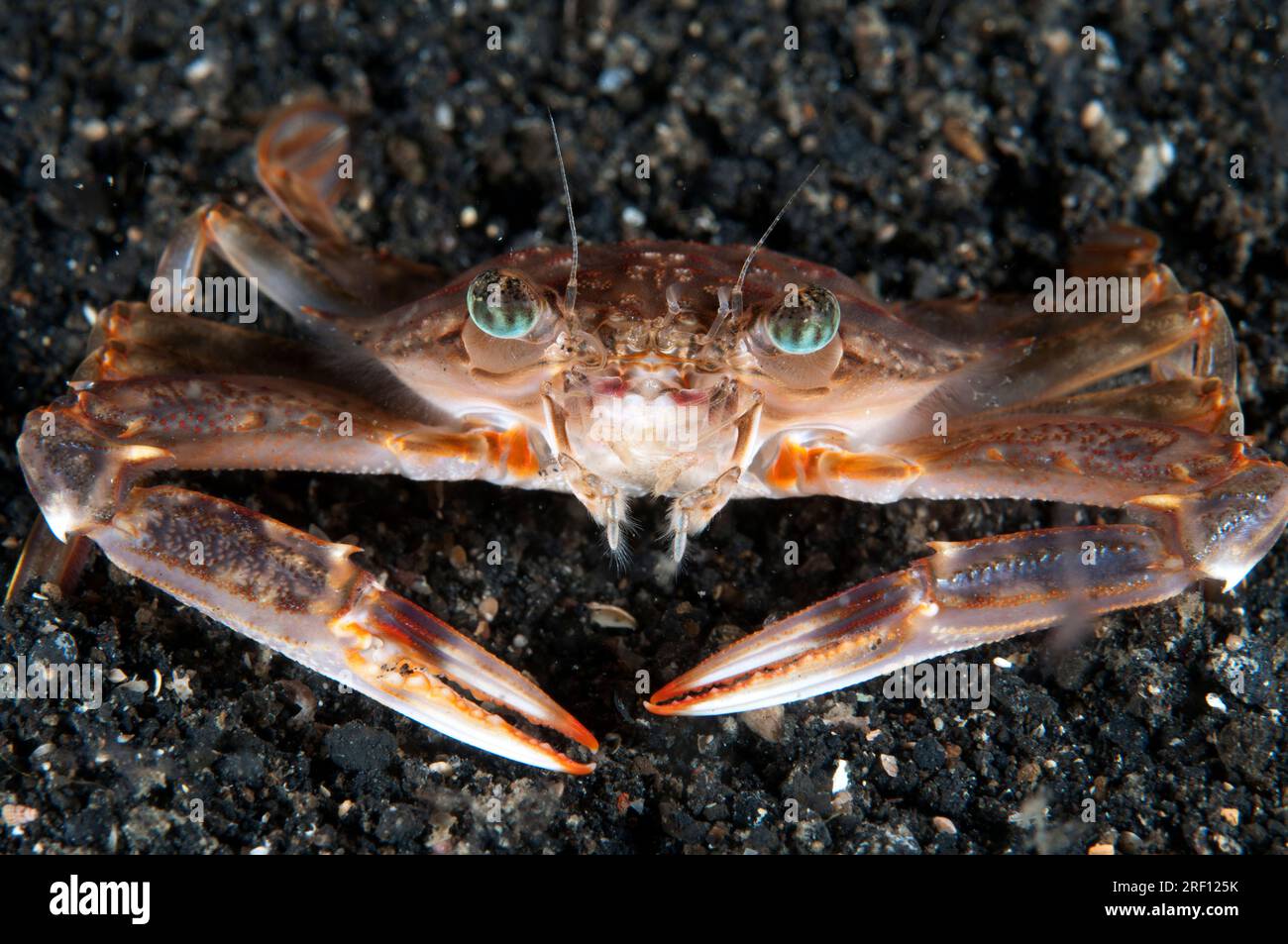Swimming Crab, Portunus pelagicus, on sand, Retak Larry dive site ...