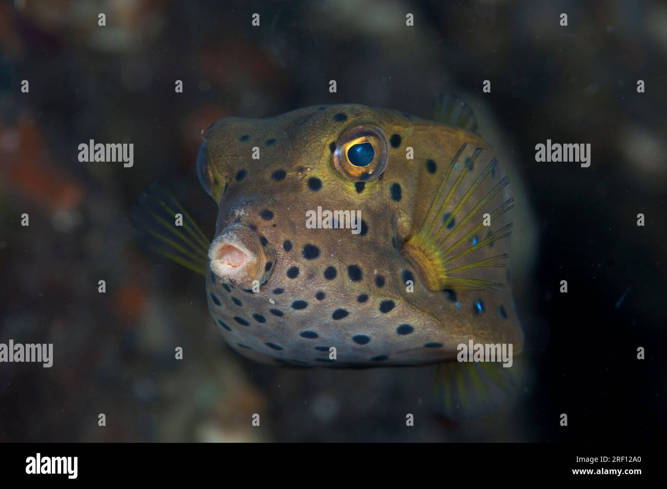 Subadult Yellow Boxfish, Ostracion cubicus, TK1 dive site, Lembeh ...