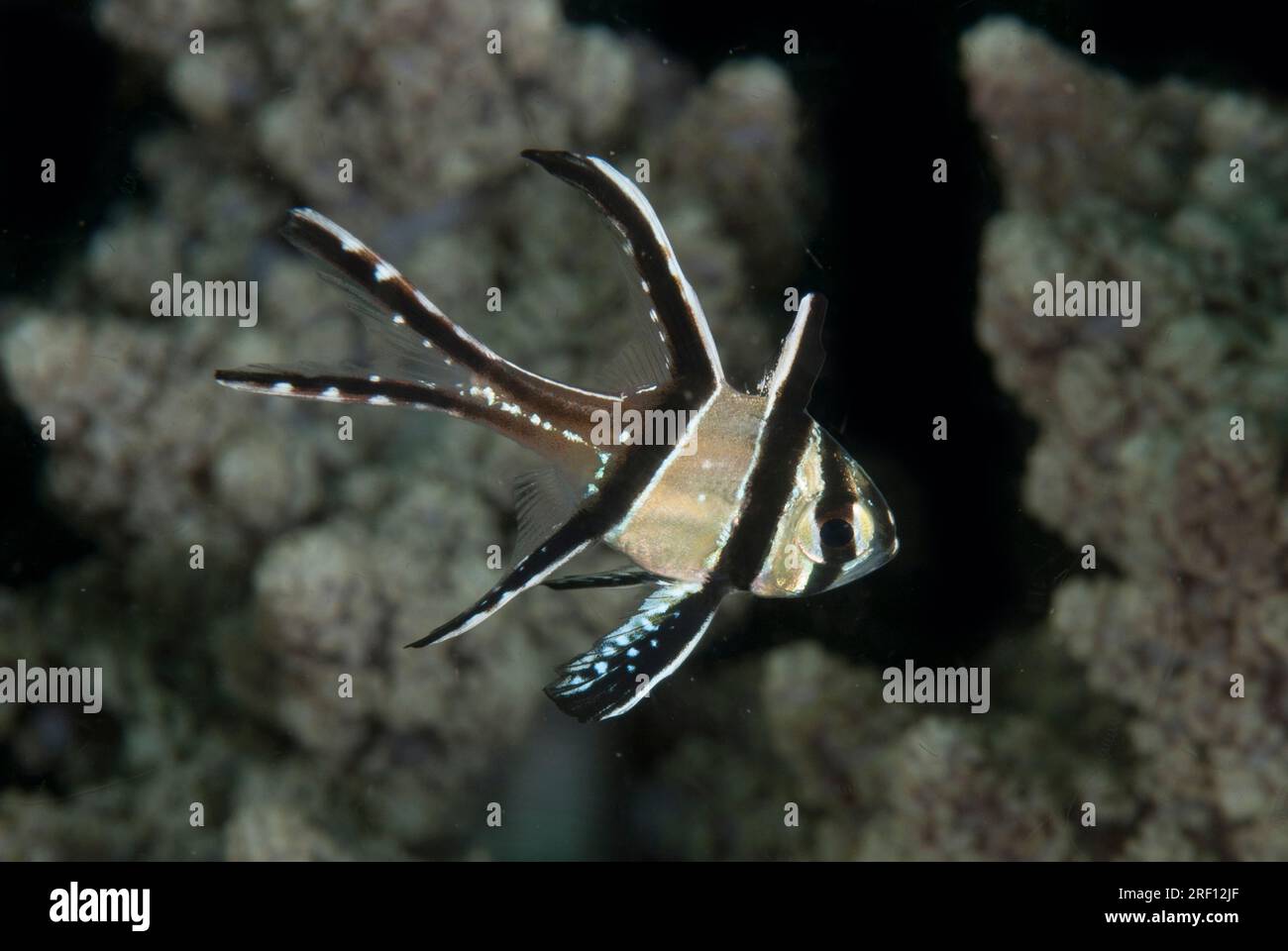 Banggai Cardinalfish, Pterapogon kauderni, Aw Shucks dive site, Lembeh ...