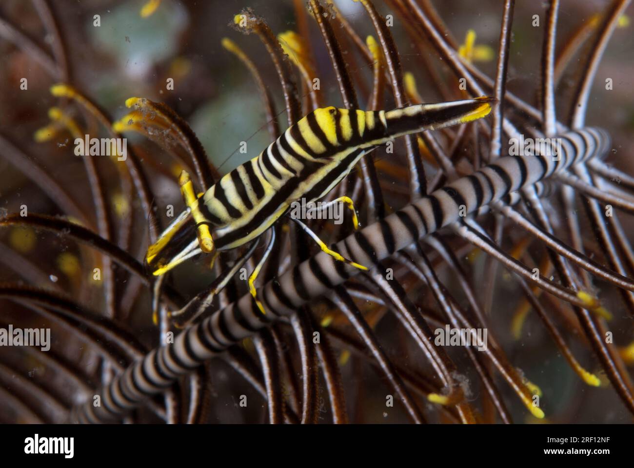 Tiger Crinoid Shrimp, Laomenes tigris,, on Crinoid, Comatulida Order ...