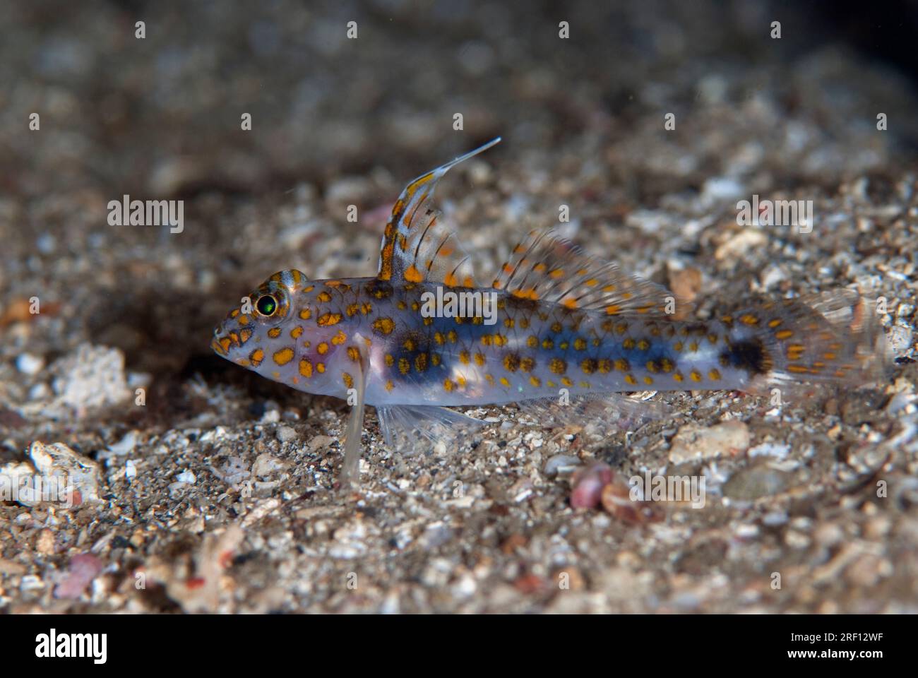 Blotched Goby, Coryphopterus inframaculatus, with erect fin, Angel's ...