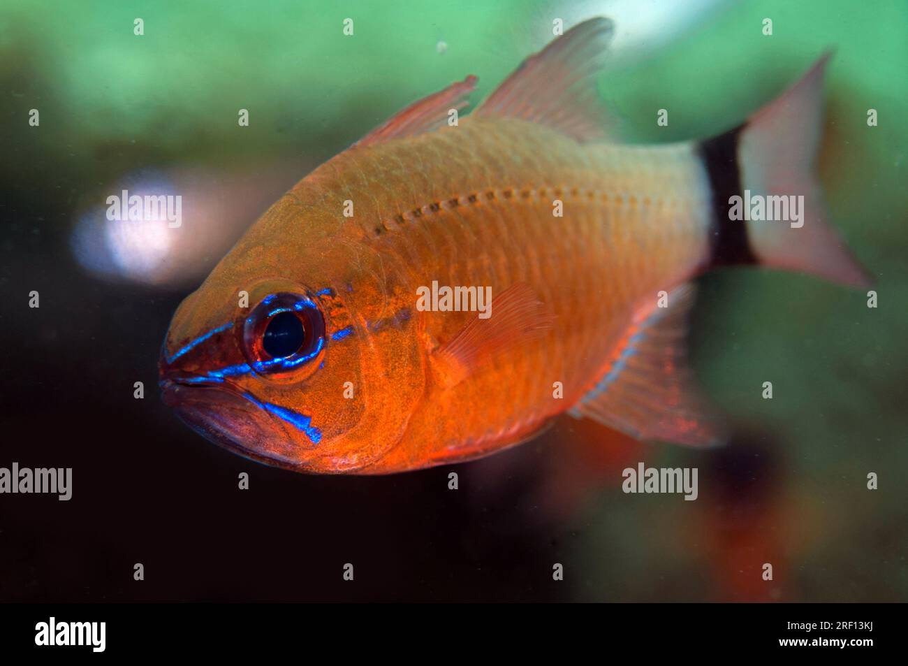 Ringtailed Cardinalfish, Ostorhinchus aureus, Coral Garden dive site ...
