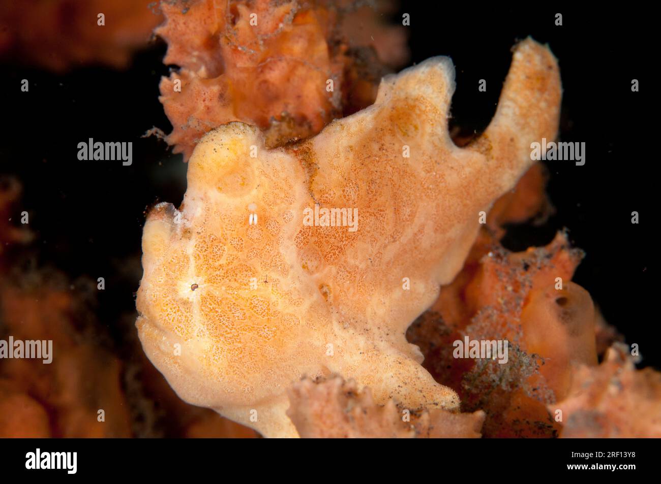 Painted Frogfish, Antennarius pictus, with Copepod parasite, Copepoda ...
