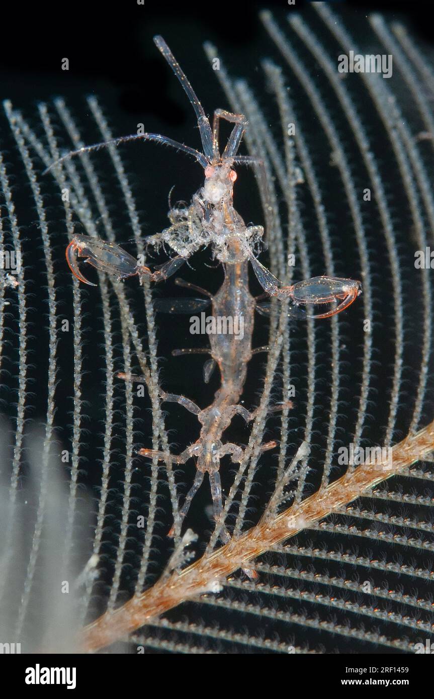 Red stripe skeleton shrimp hi-res stock photography and images - Alamy