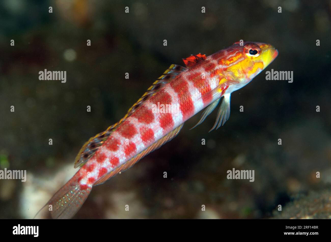 Parapercis schauinslandi hi-res stock photography and images - Alamy