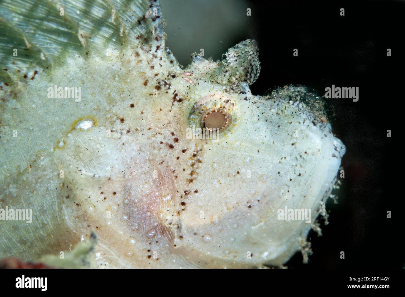 Leaf Scorpionfish, Taenianotus triacanthus, Wreck Slope dive site ...