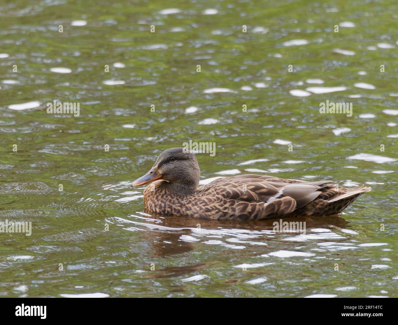 Duck swimming in water river hi-res stock photography and images - Alamy