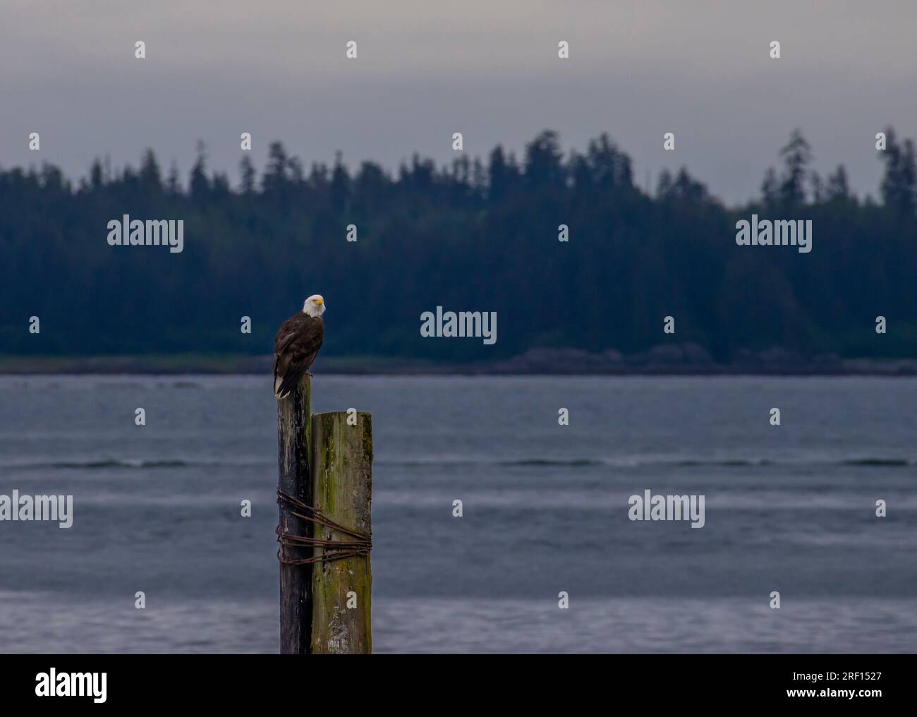 bald eagle standing on electricity power tower near cruise port Icy ...