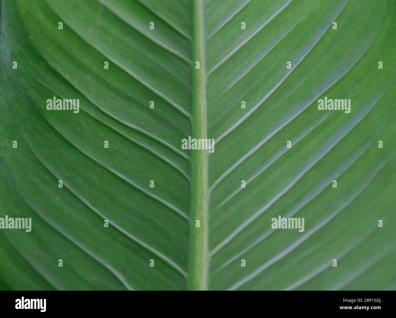 Plant leave texture hi-res stock photography and images - Alamy