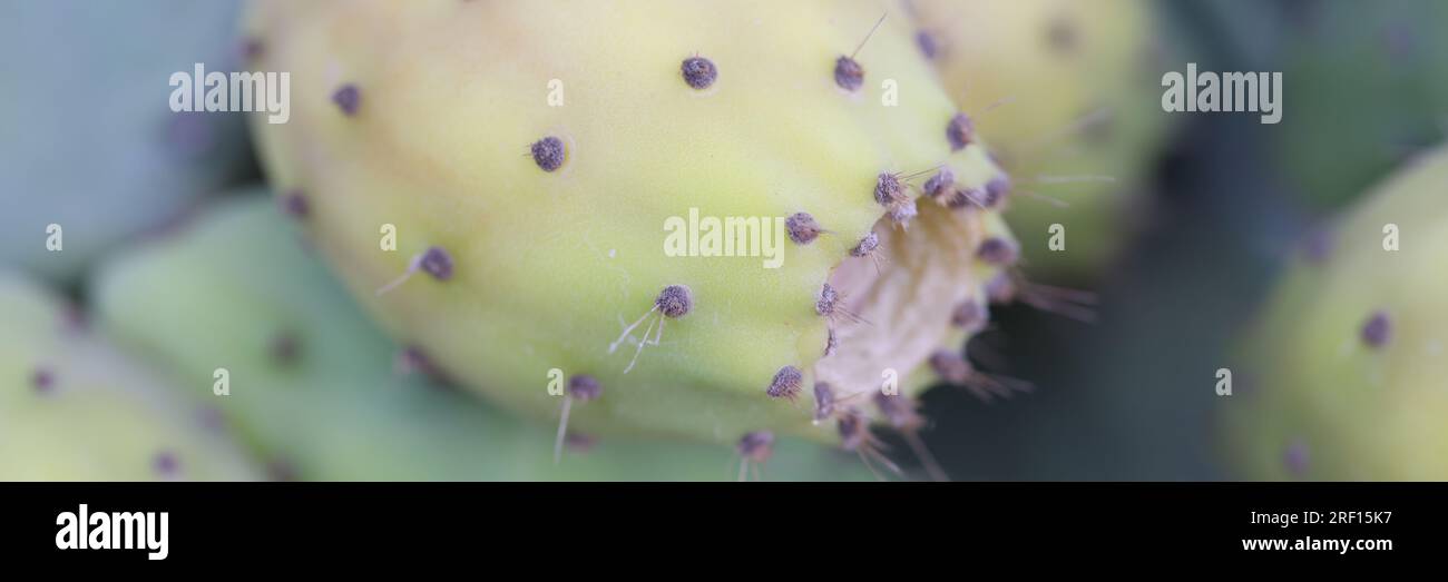 Delicious fresh opuntia fruits close up Stock Photo - Alamy