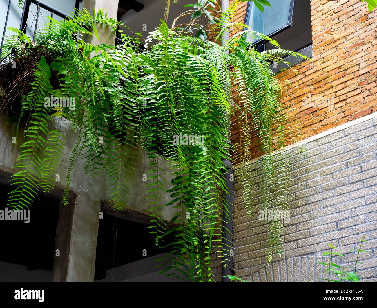 Boston fern plant (Nephrolepis exaltata Bostoniensis) hanging on ...