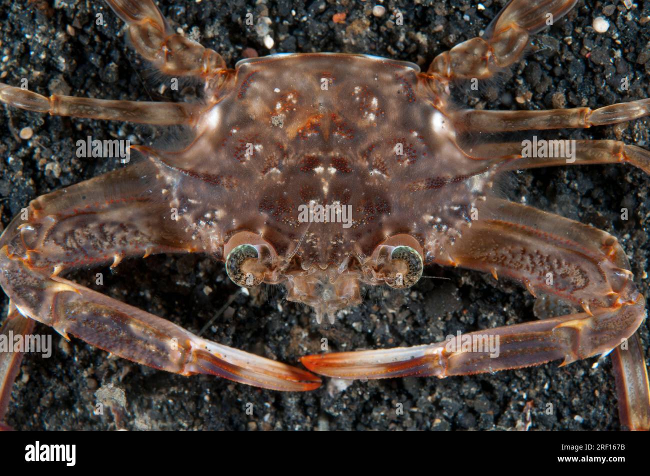 Swimming Crab, Portunus pelagicus, on sand, Retak Larry dive site ...