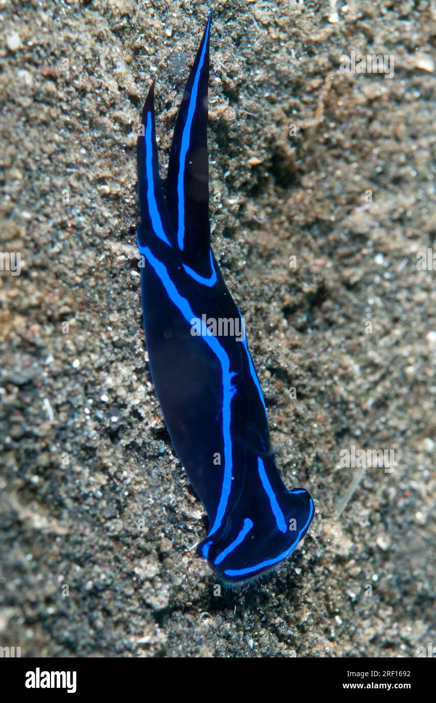 Blue Velvet Headshield Slug, Chelidonura varians, on sand, Joleha dive ...