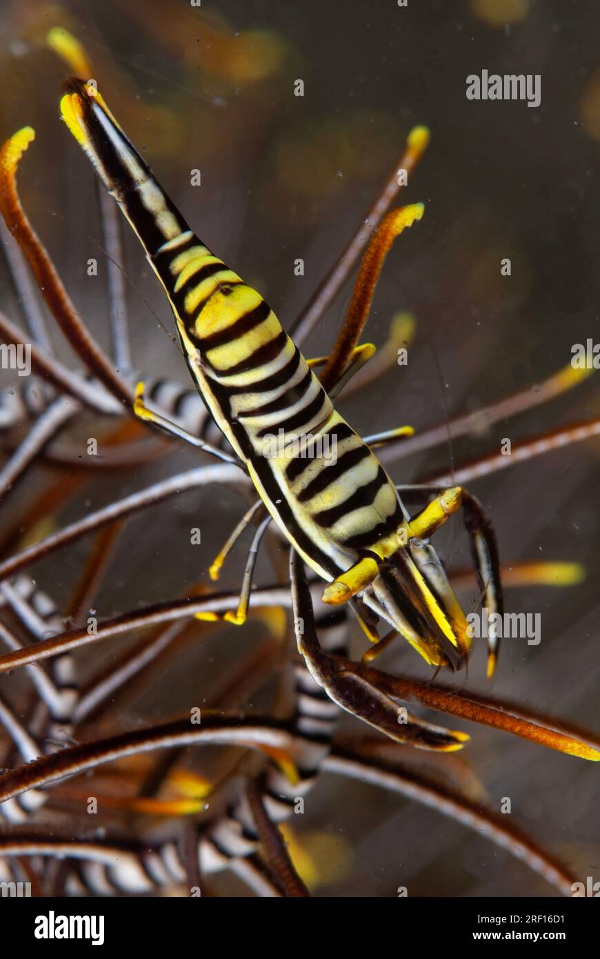 Tiger Crinoid Shrimp, Laomenes tigris,, on Crinoid, Comatulida Order ...