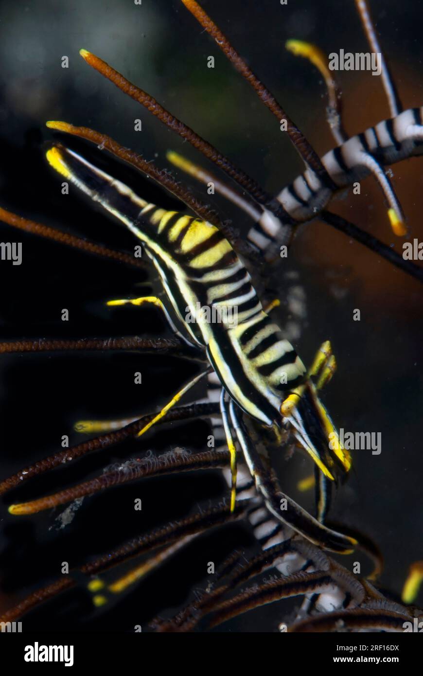 Tiger Crinoid Shrimp, Laomenes tigris,, on Crinoid, Comatulida Order ...