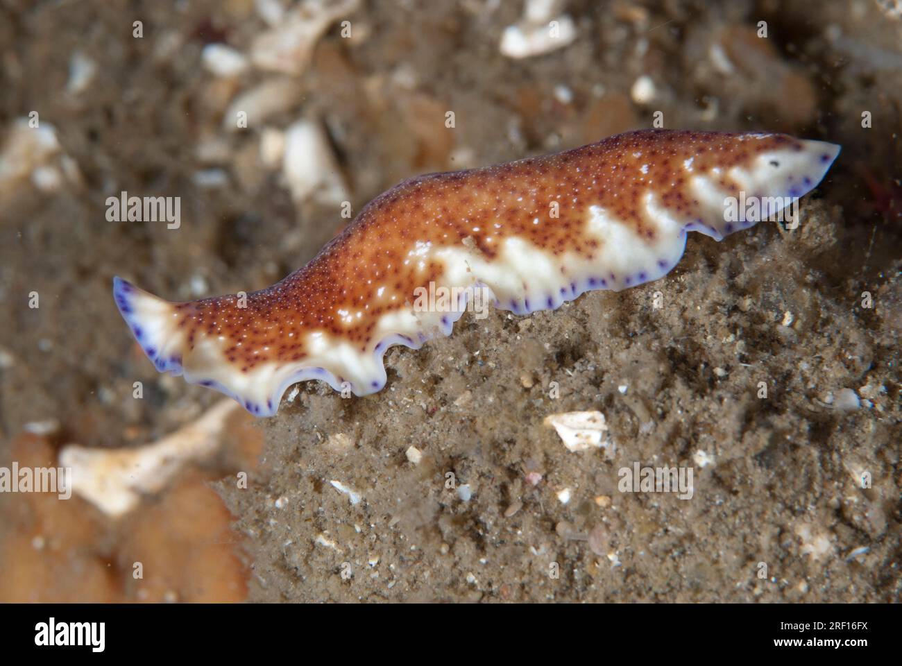 Pseudoceros Flatworm, Pseudoceros auranticrinis, on sand, Angel's ...