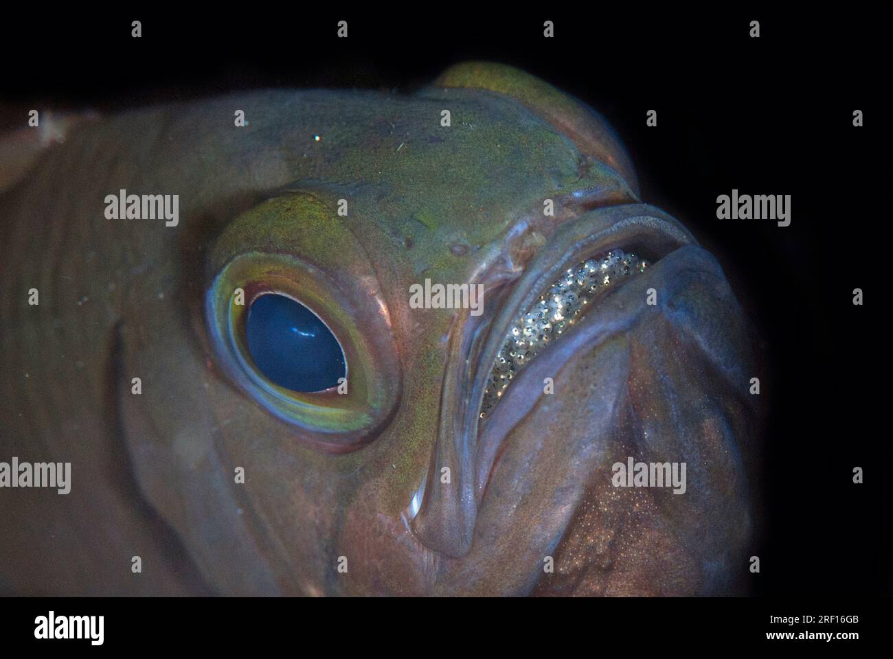 Cardinalfish, Apogonidae Family, with eggs in mouth, TK1 dive site ...