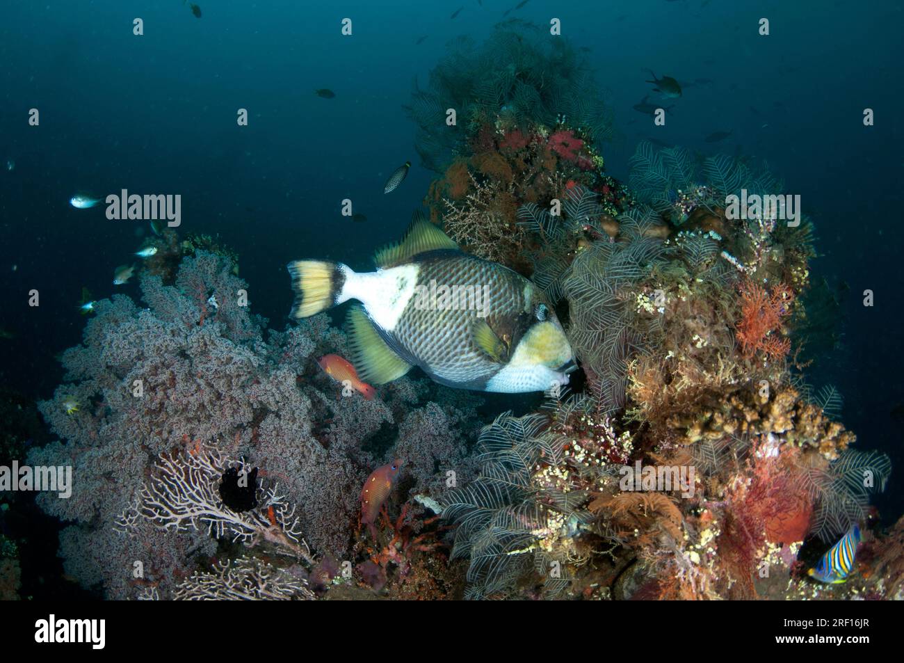 Titan Triggerfish, Balistoides viridescens, Liberty Wreck dive site ...