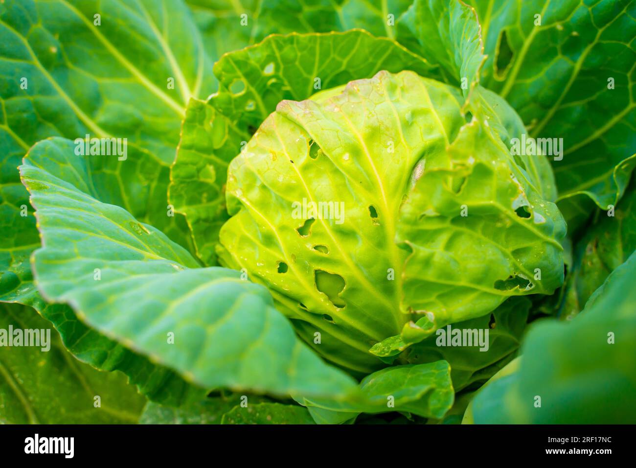 Stem cabbage secretive proboscis hi-res stock photography and images ...