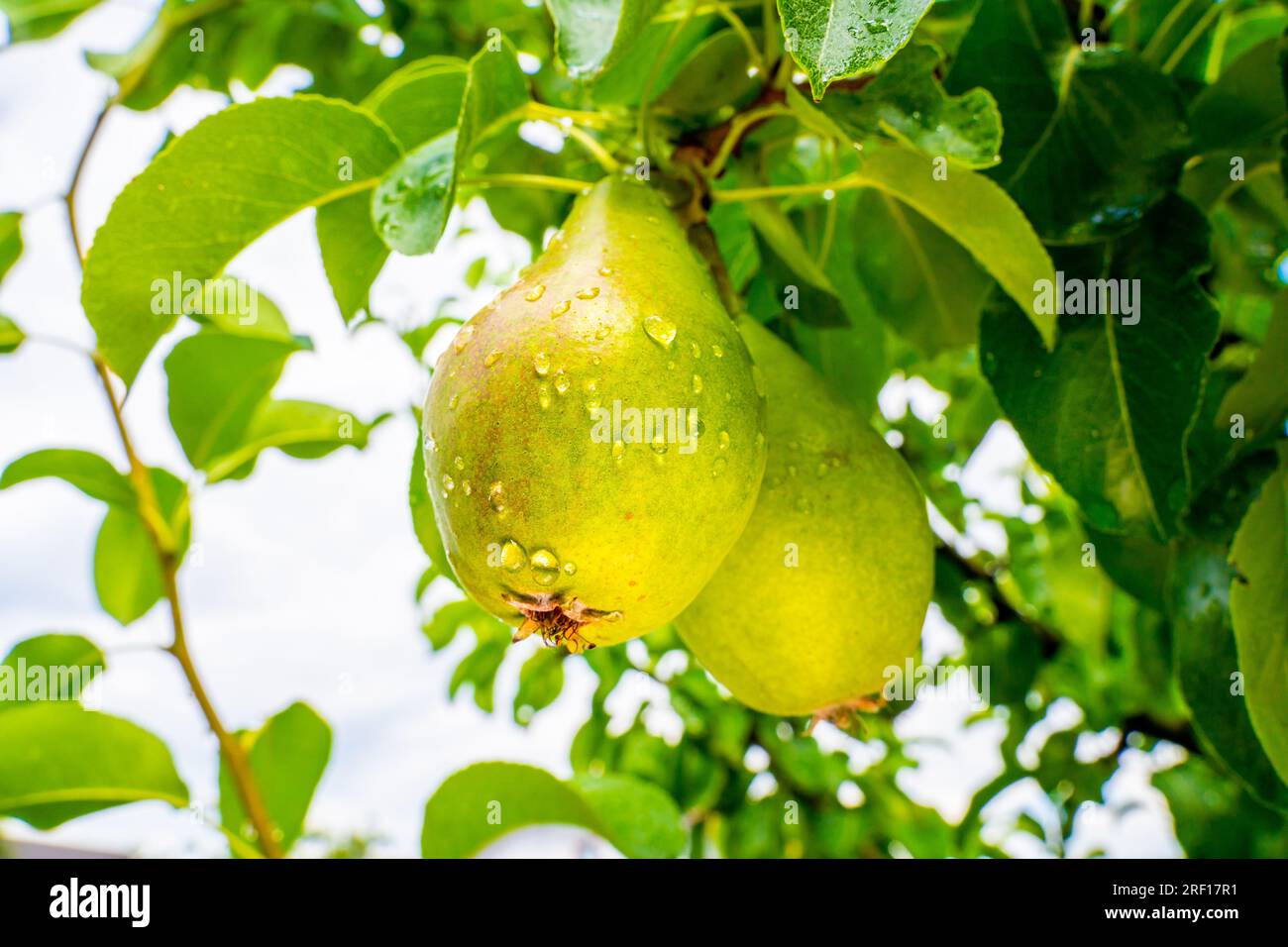 Growing pear tree in water drops in sunny sunset weather close-up Stock ...