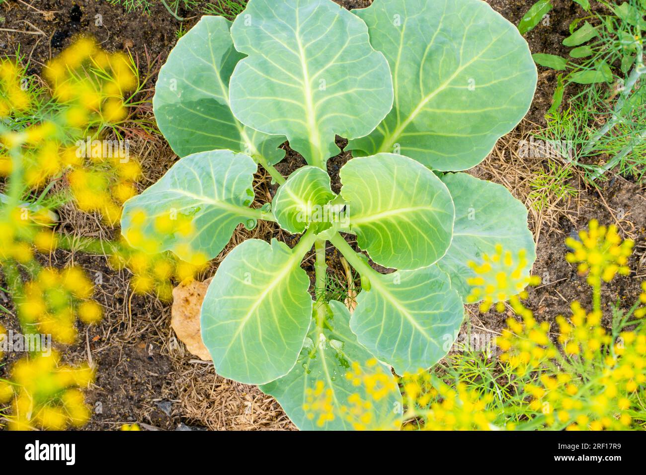 A bush of white cabbage grows in a garden bed, top view. Blooming dill ...