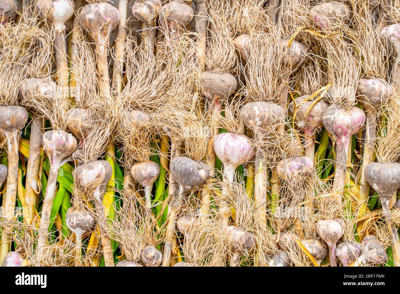 Harvested garlic crop in a dry place for storage, close-up. Background ...