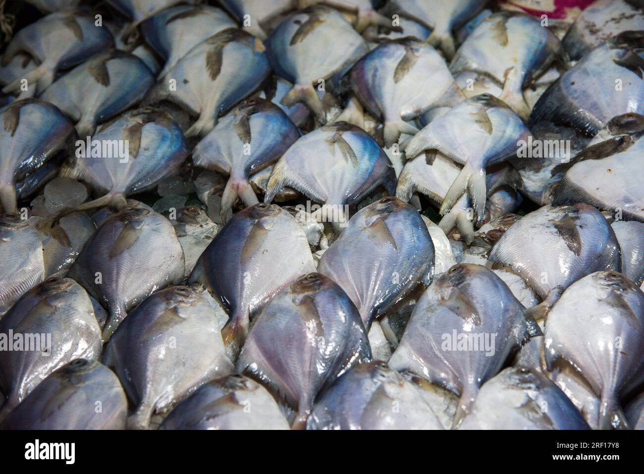 Bangladesh fish market hi-res stock photography and images - Alamy