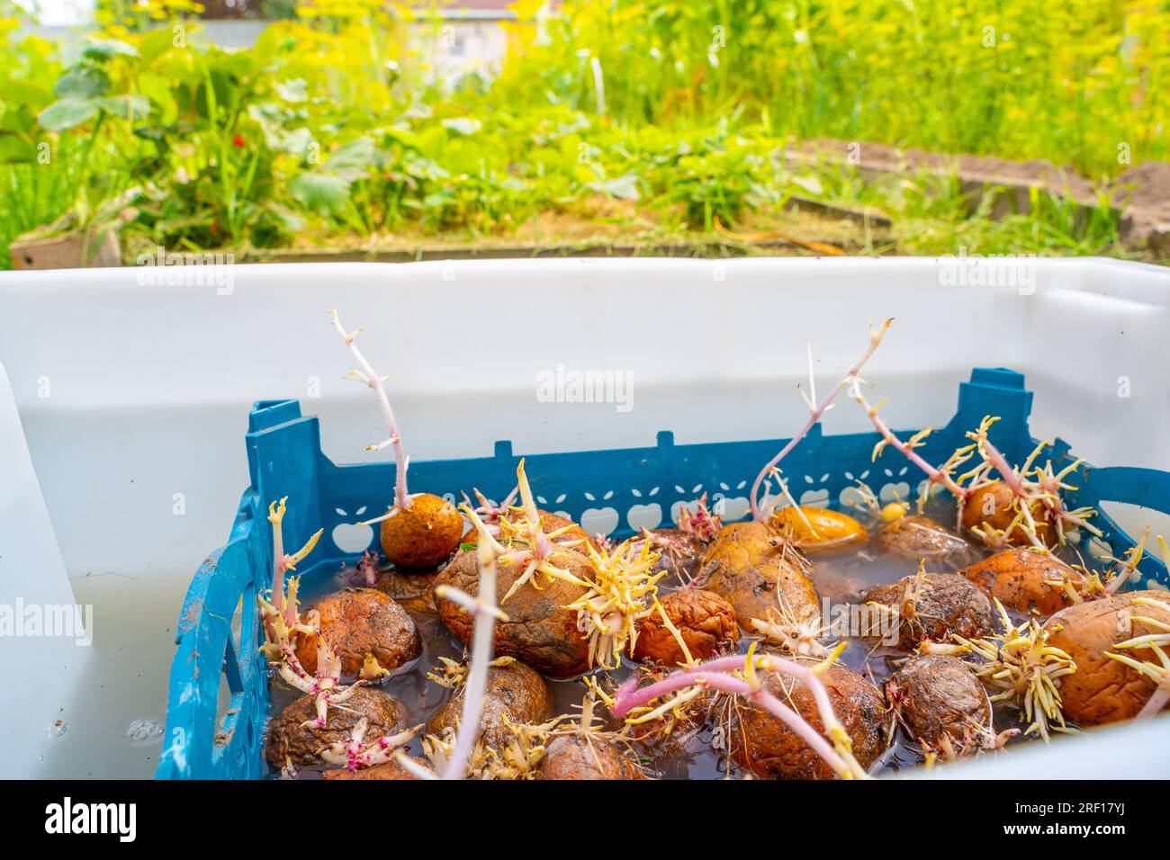 Sprouted potatoes are soaked in a disinfectant to protect against ...