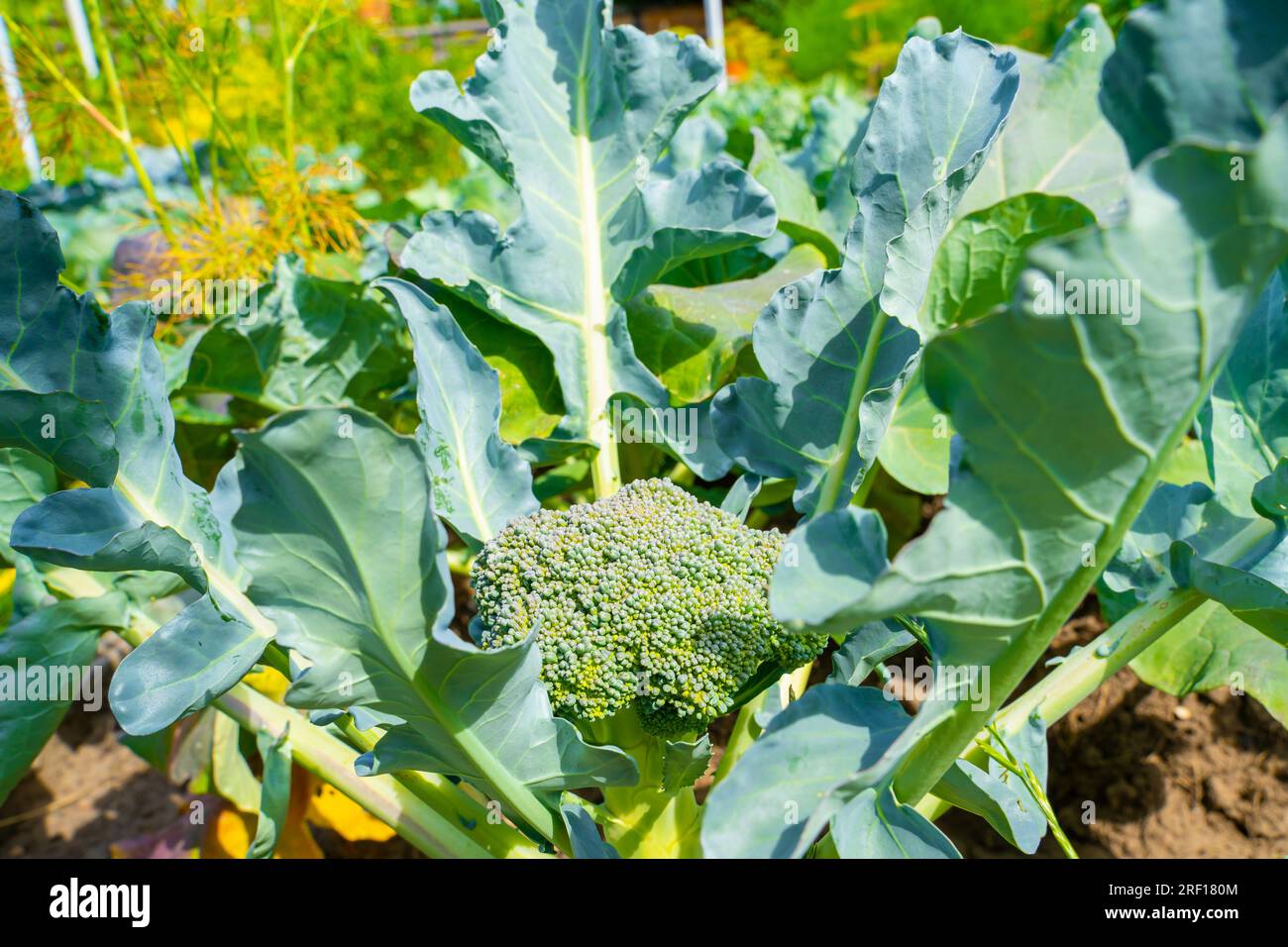 Broccoli inflorescence formation close-up. Growing healthy vegetables ...