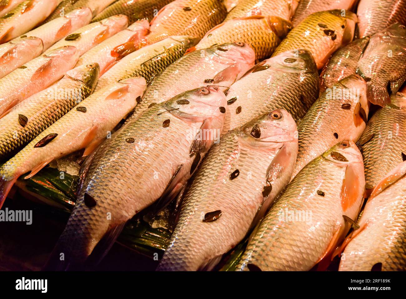 Different types of Bangladeshi fish including carp and tilapia in a ...
