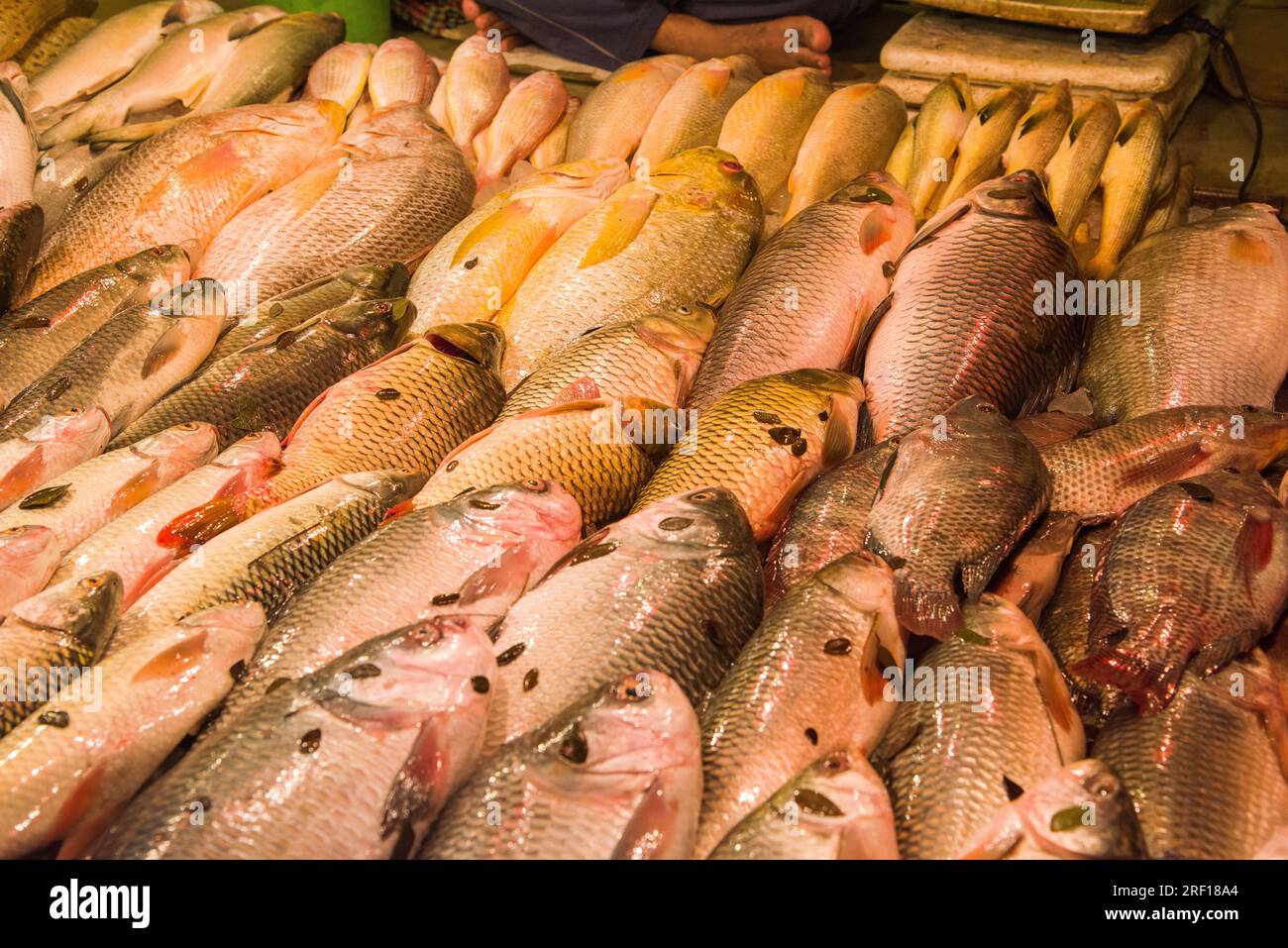 Different types of Bangladeshi fish including carp and tilapia in a ...