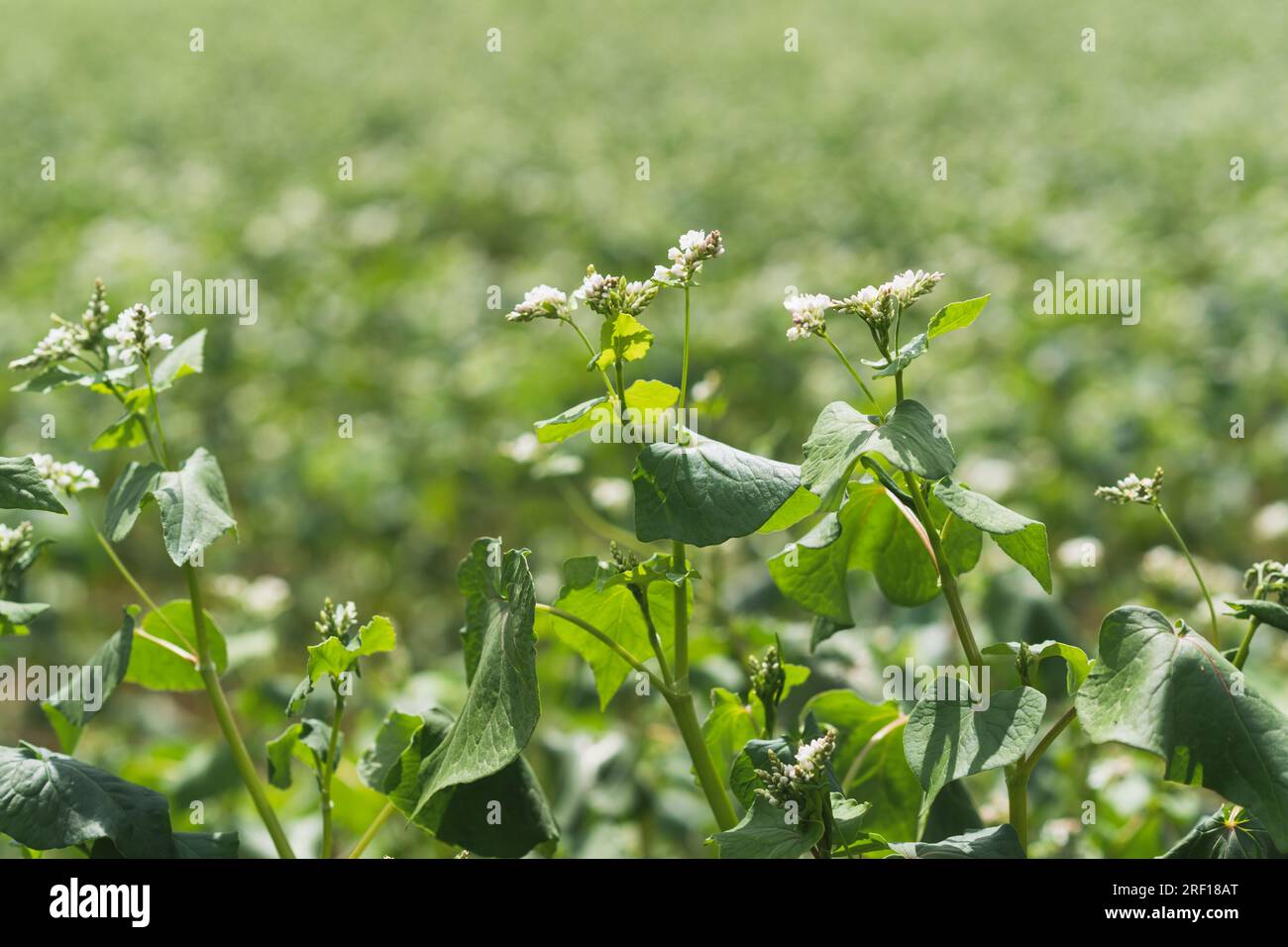 Many beautiful buckwheat flowers growing in the field. Agriculture ...