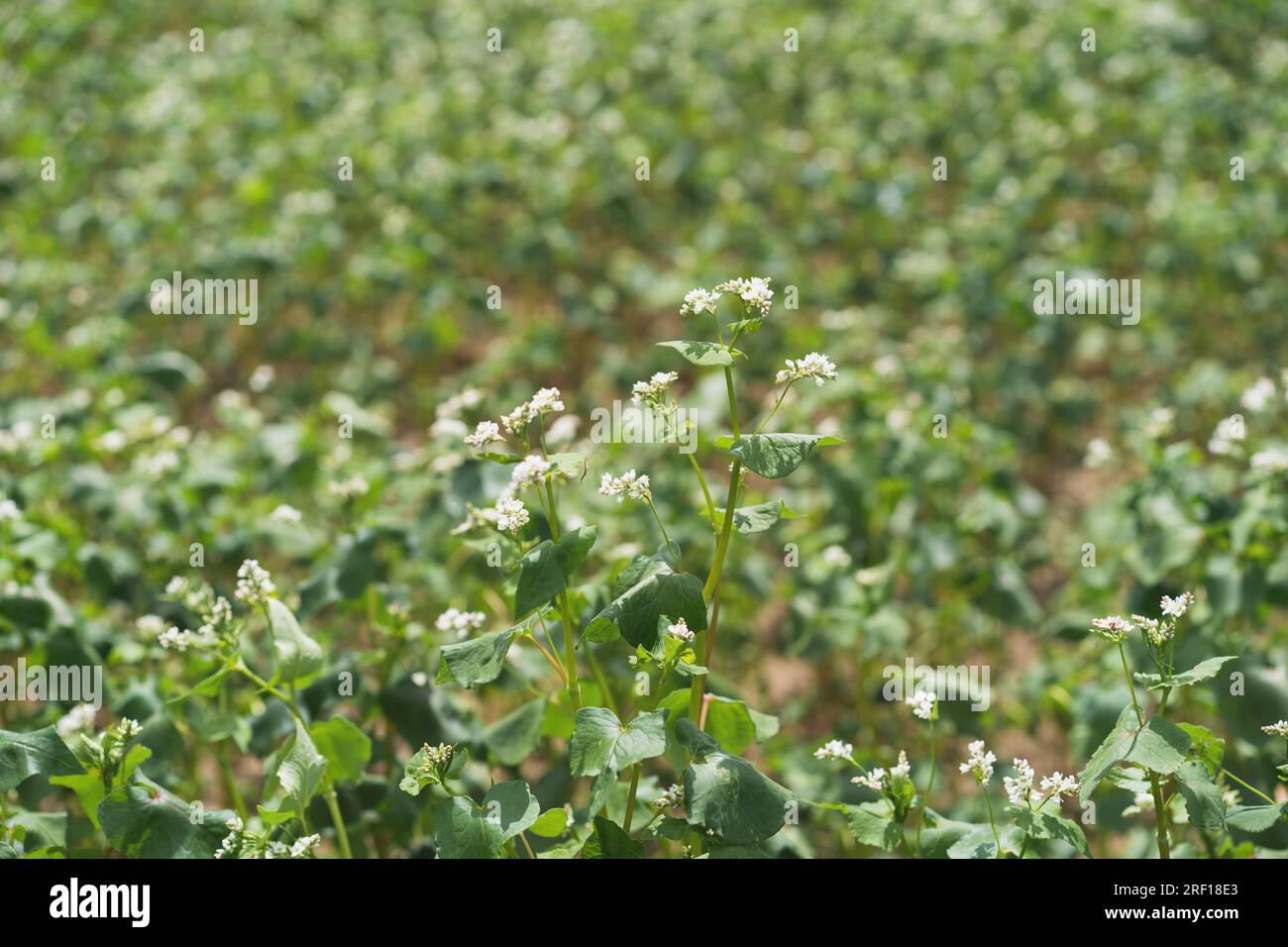 Many beautiful buckwheat flowers growing in the field. Agriculture scene Stock Photo - Alamy