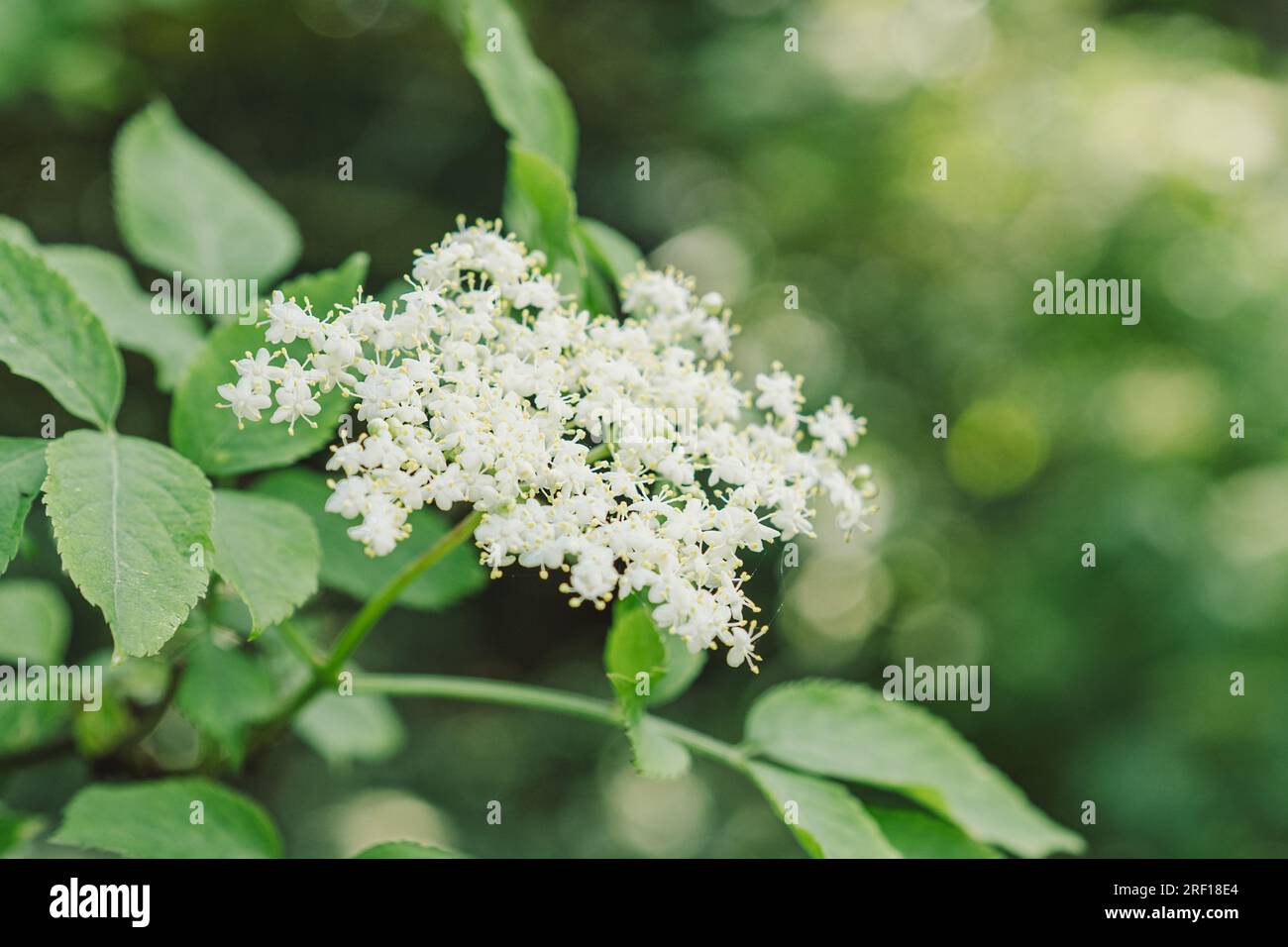 Elder flowers in garden. Sambucus nigra. Elder, black elder flowers ...