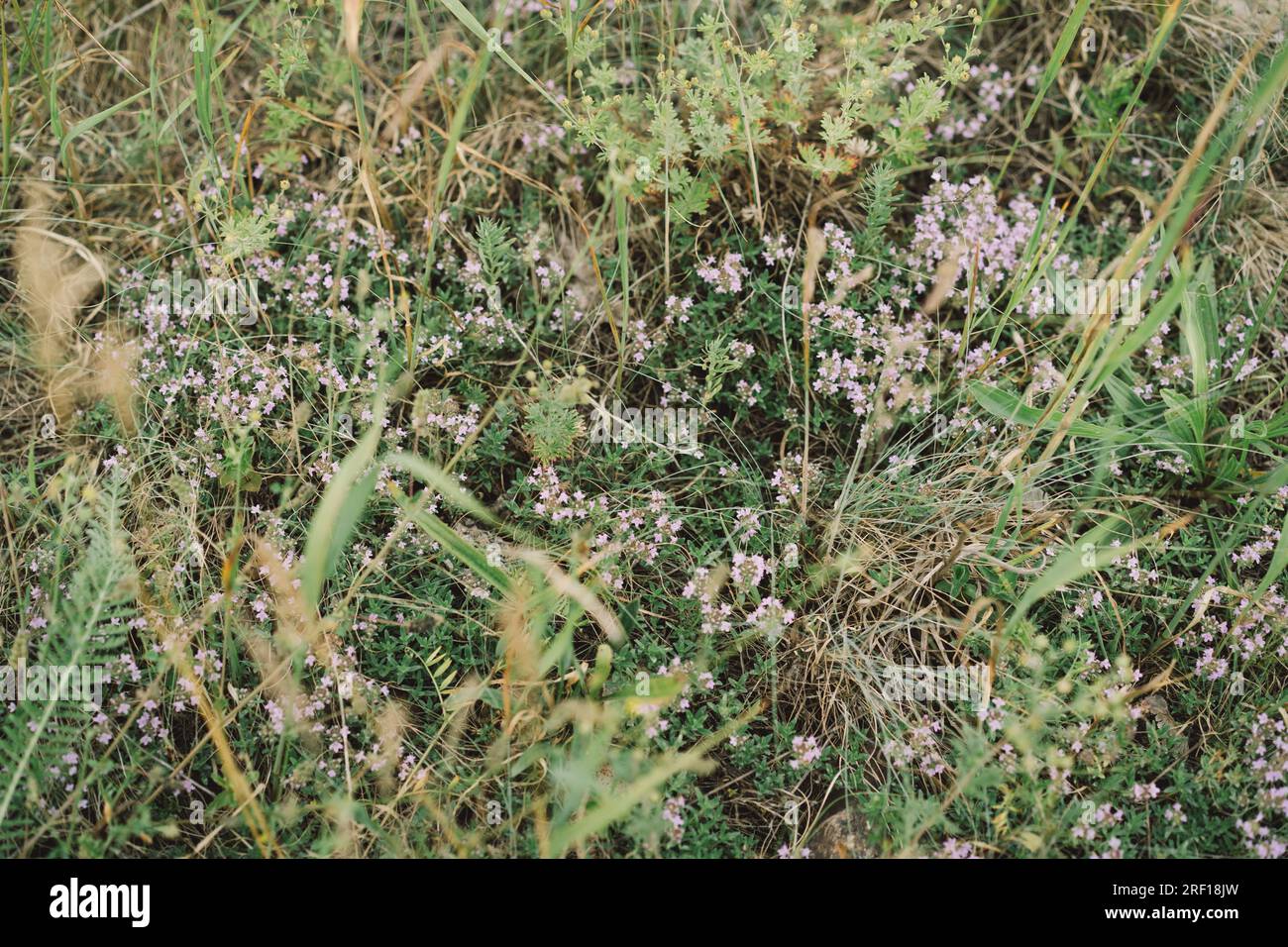 Blossoming pink herb Thymus serpyllum, Breckland wild thyme, creeping ...