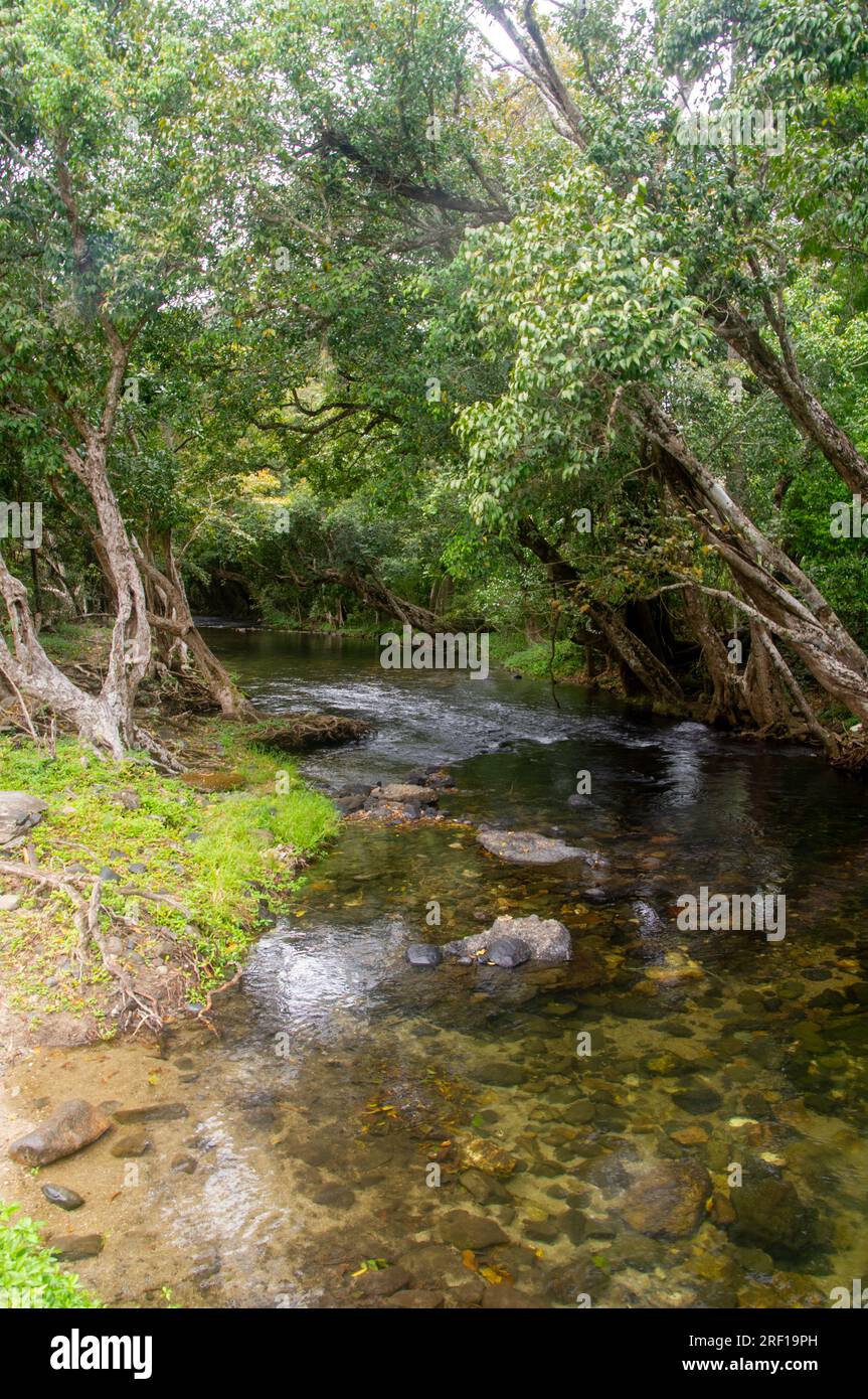 Little Mulgrave River, Peaceful Tree lined river scene, Mulgrave Valley ...