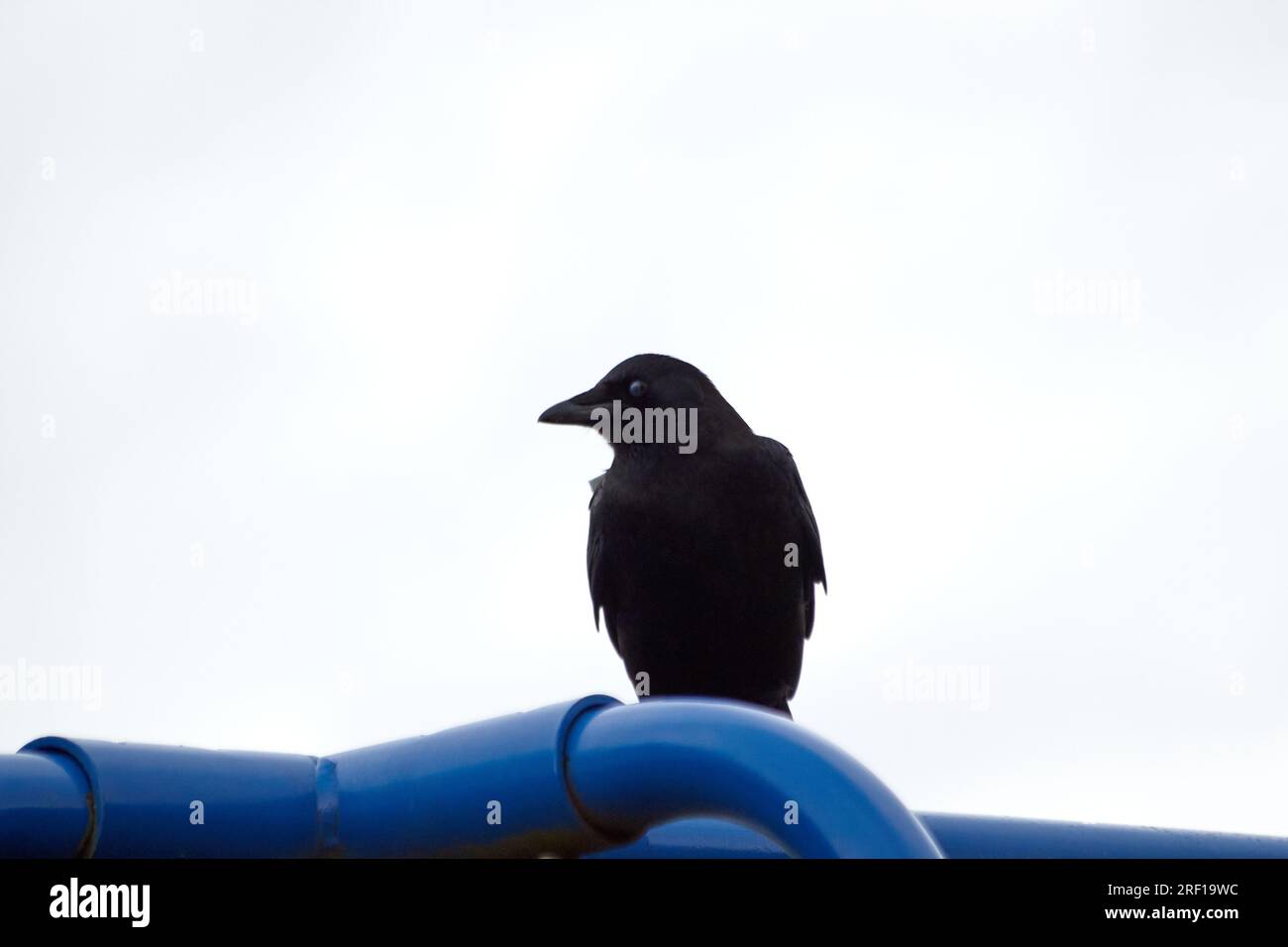 Blue and white crow hi-res stock photography and images - Alamy