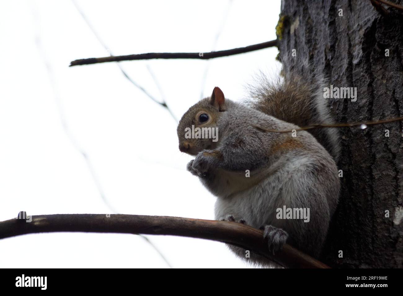 A squirrel is perching on a tree branch Stock Photo - Alamy