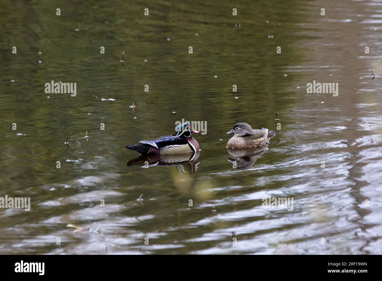 A male and female wood duck facing each other in the water Stock Photo ...