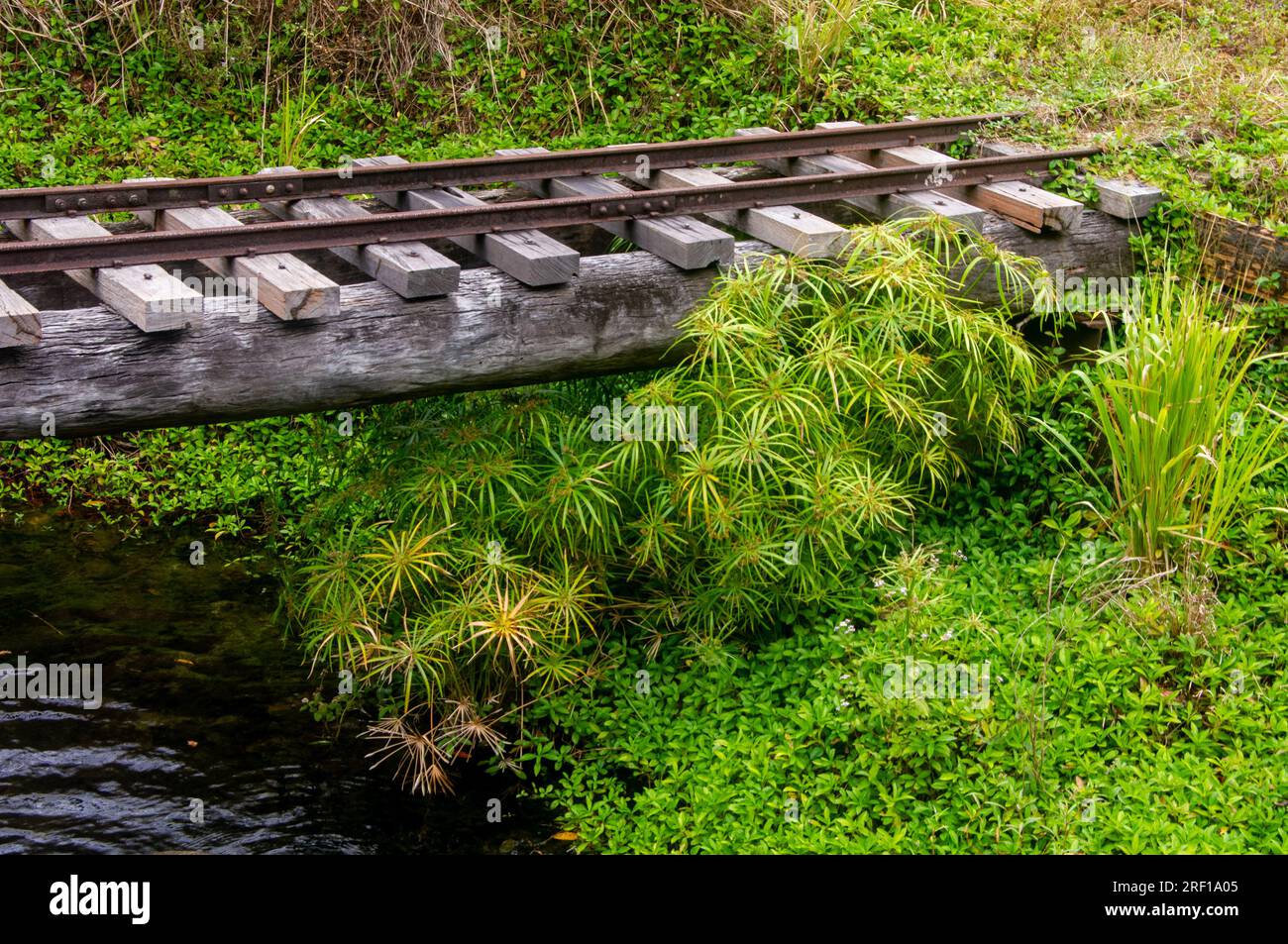 Narrow Gauge Railway Bridge over Little Mulgrave River, Sugar Cane ...