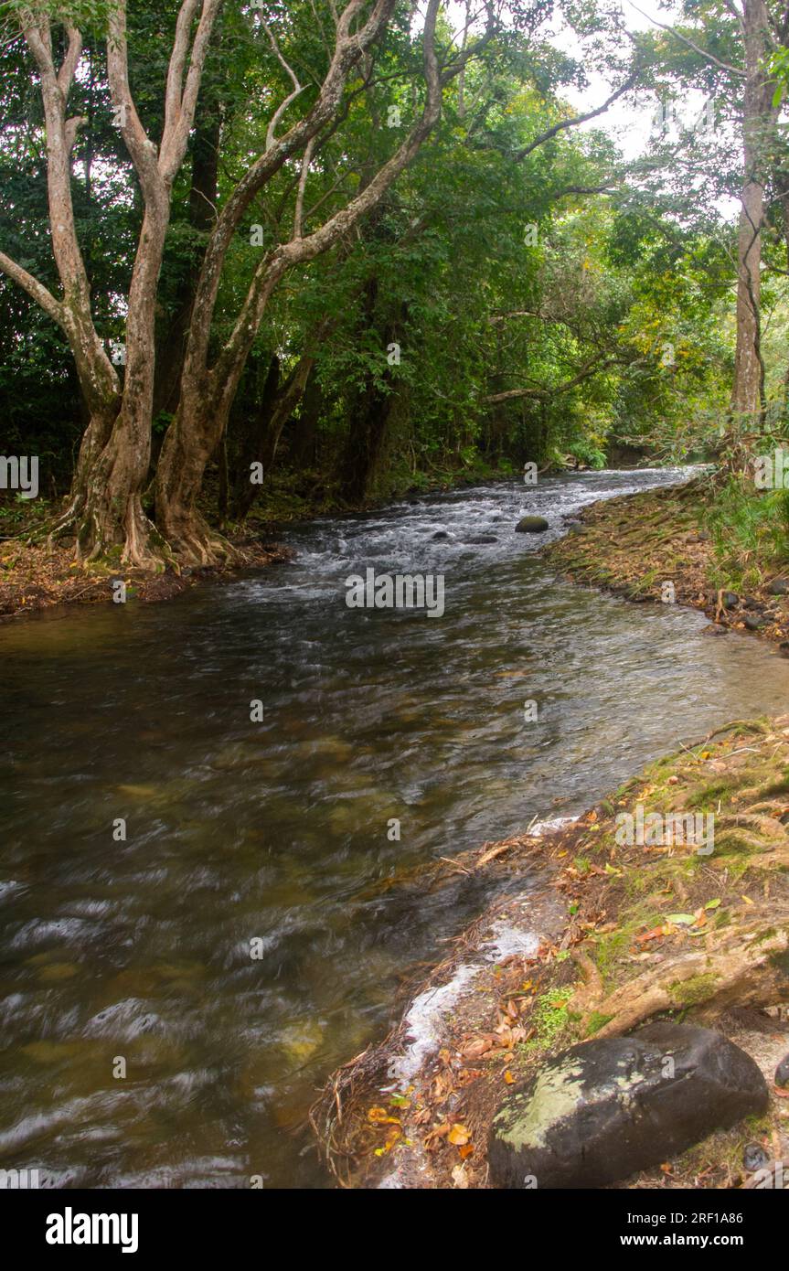 Little Mulgrave River, Peaceful Tree lined river scene, Mulgrave Valley ...
