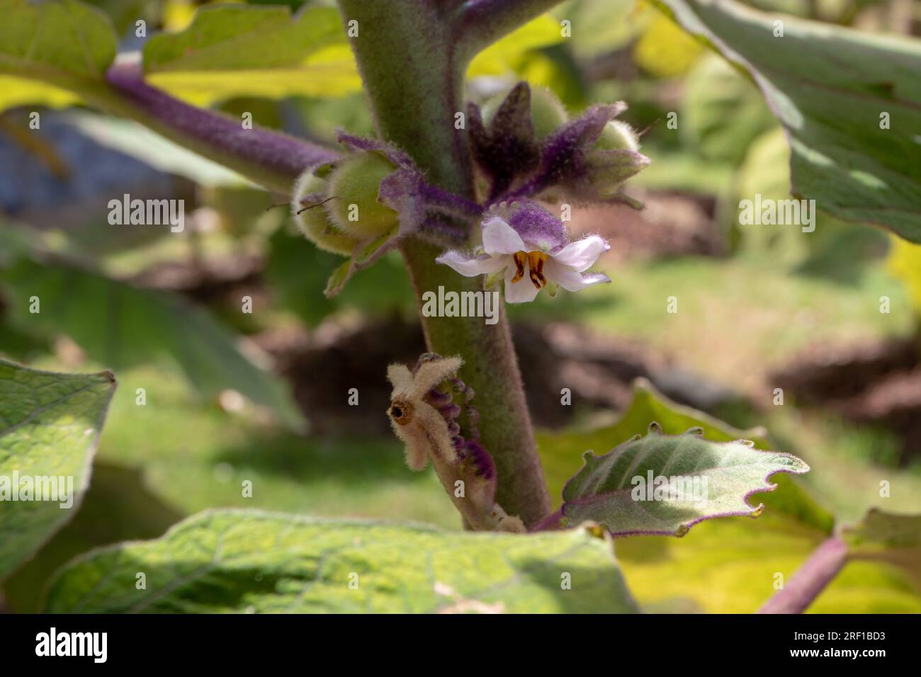 Solanum quitoense or naranjilla plant white flower closeup Stock Photo ...