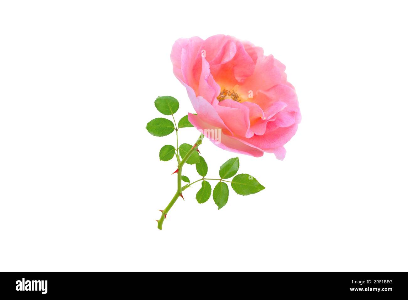 Orange leaves on flower Cut Out Stock Images & Pictures - Alamy