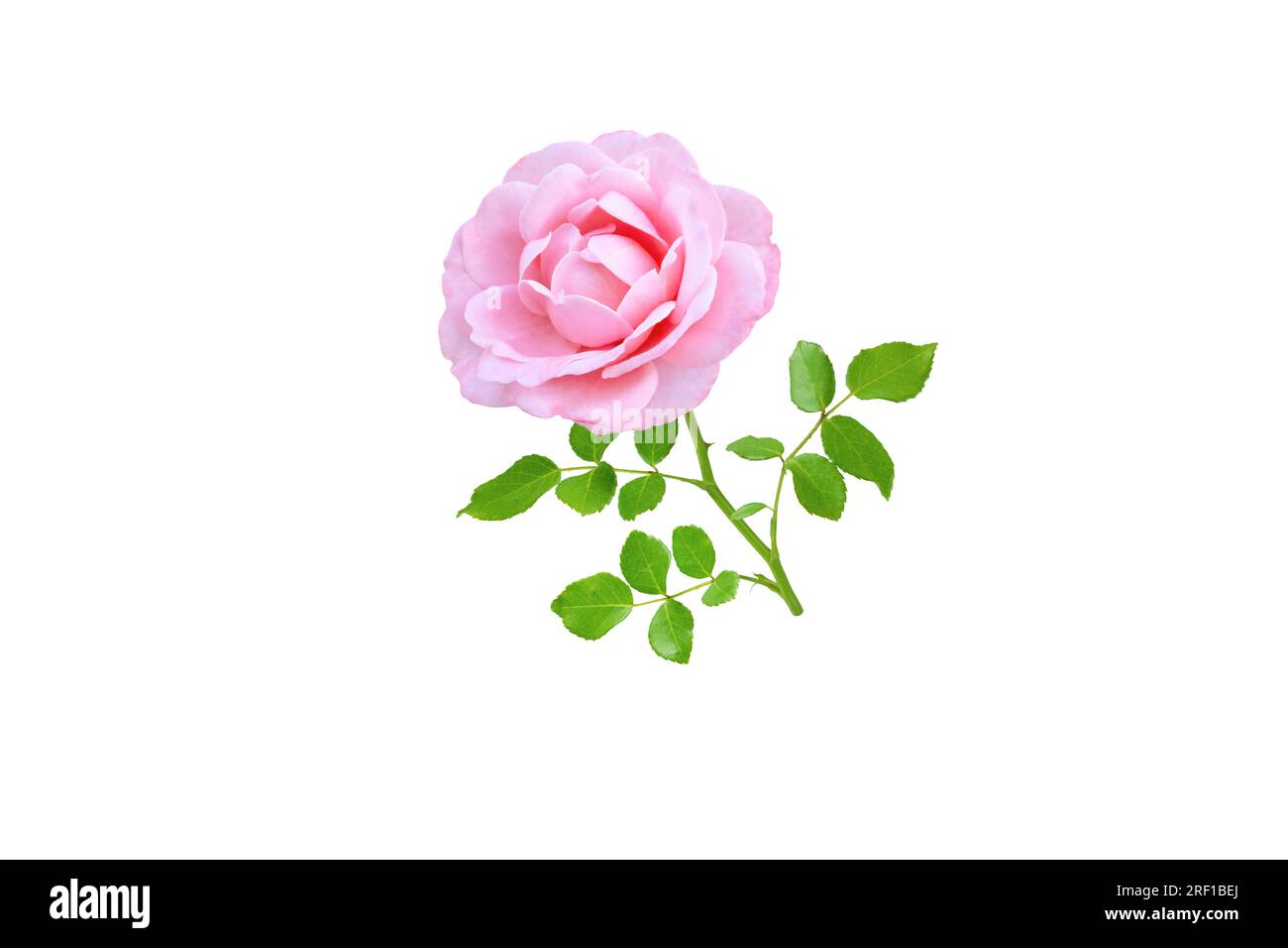 Pink rose flower and leaves branch isolated on white Stock Photo - Alamy