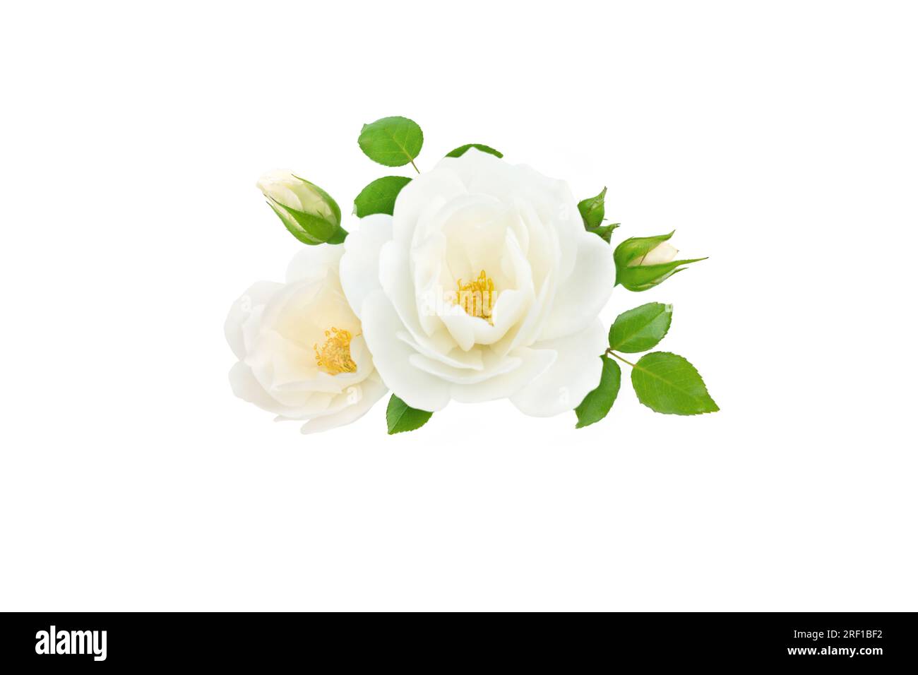 White rose flowers, buds and leaves bunch isolated on white Stock Photo ...