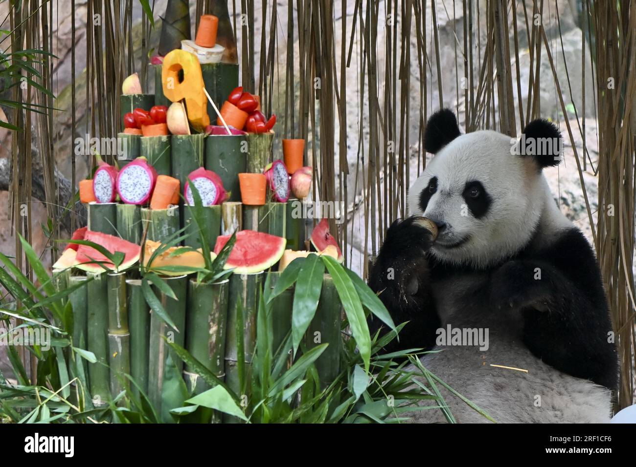 **CHINESE MAINLAND, HONG KONG, MACAU AND TAIWAN OUT** Giant panda ...