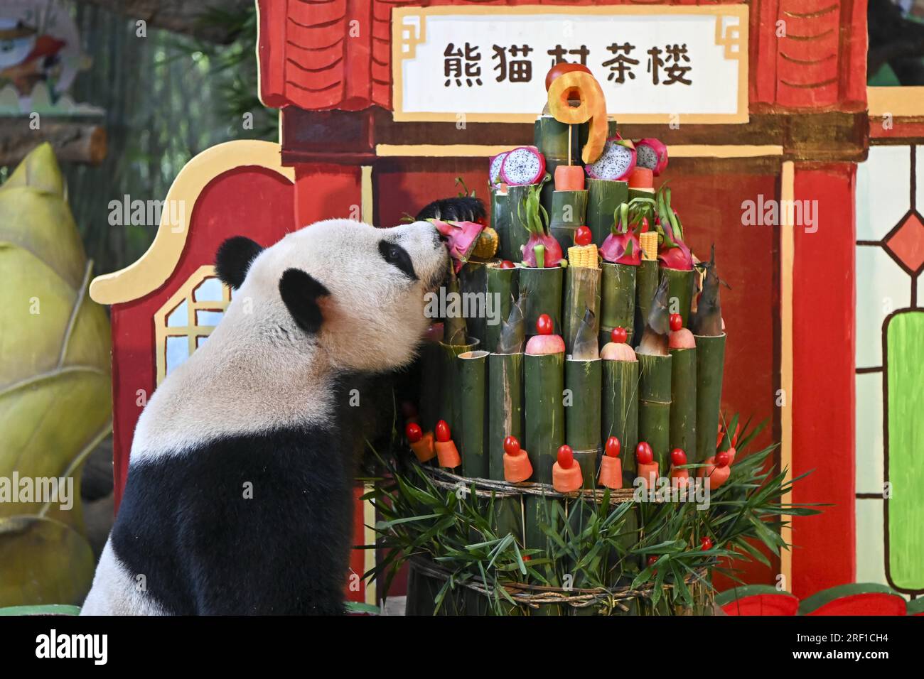 **CHINESE MAINLAND, HONG KONG, MACAU AND TAIWAN OUT** Giant panda triplets celebrate their ninth ...