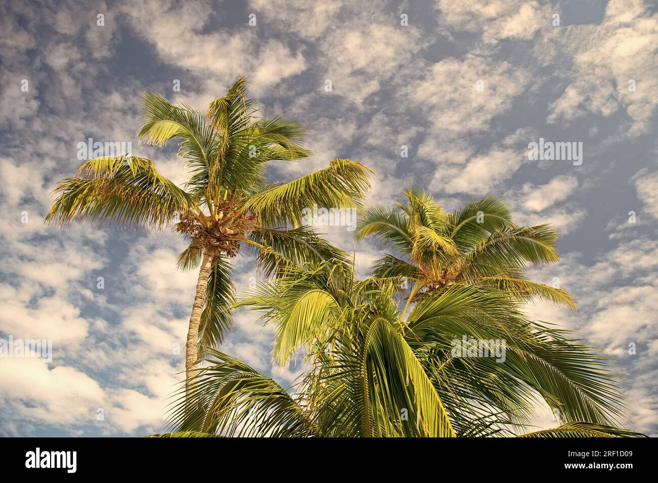tropical palm in summer. tropical palm in summer nature. tropical palm ...