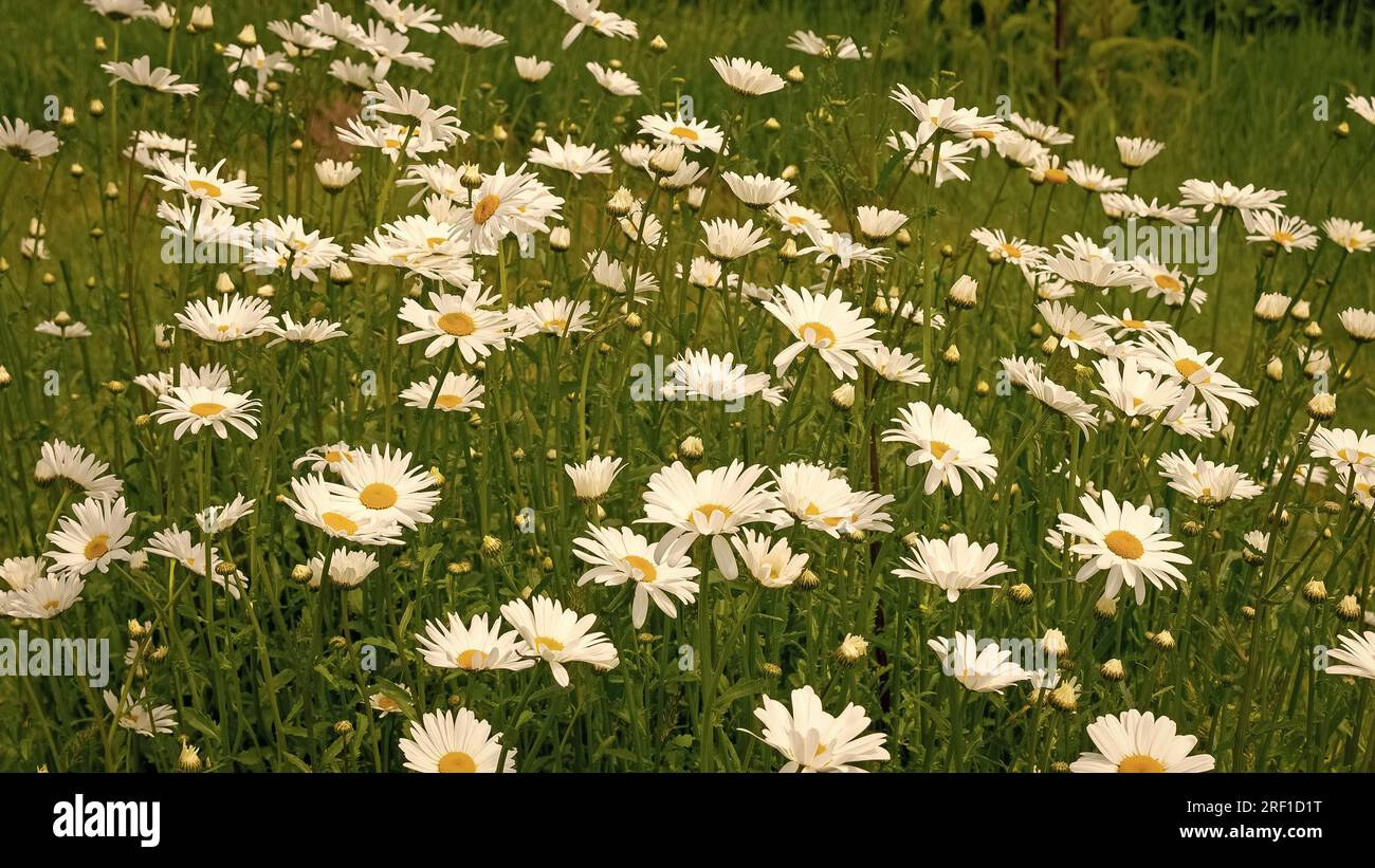 daisy flower in field. daisy flower outdoor. wildflower daisy flower ...
